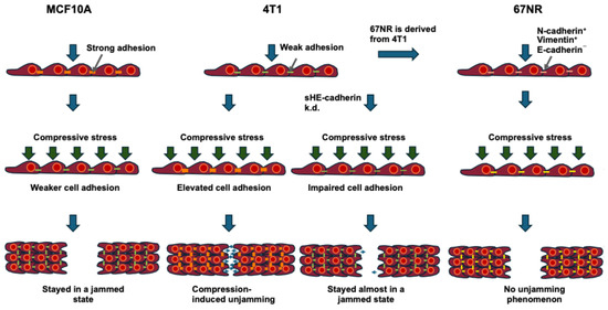 ECM Mechanics Control Jamming-to-Unjamming Transition of Cancer Cells
