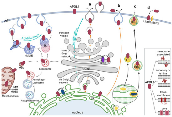 A Cell Biologist’s View on APOL1: What We Know and What We Still Need ...