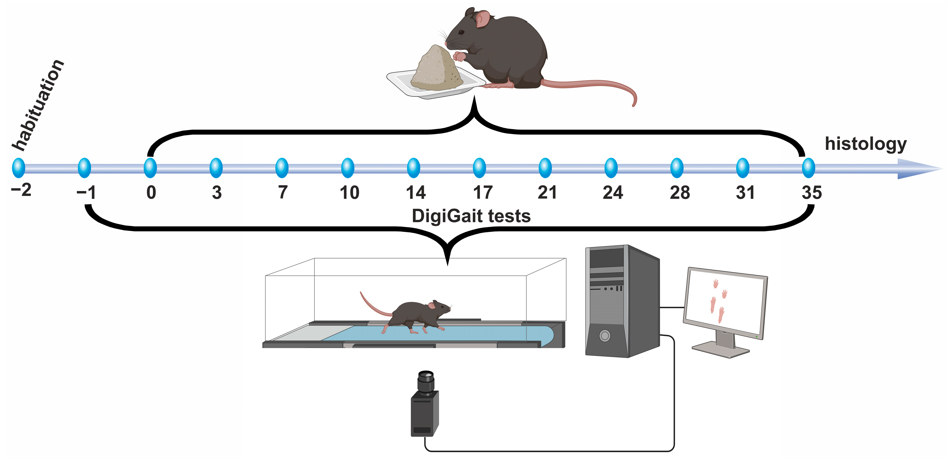 High-Speed-Ventral-Plane Videography Identifies Specific Gait Pattern ...