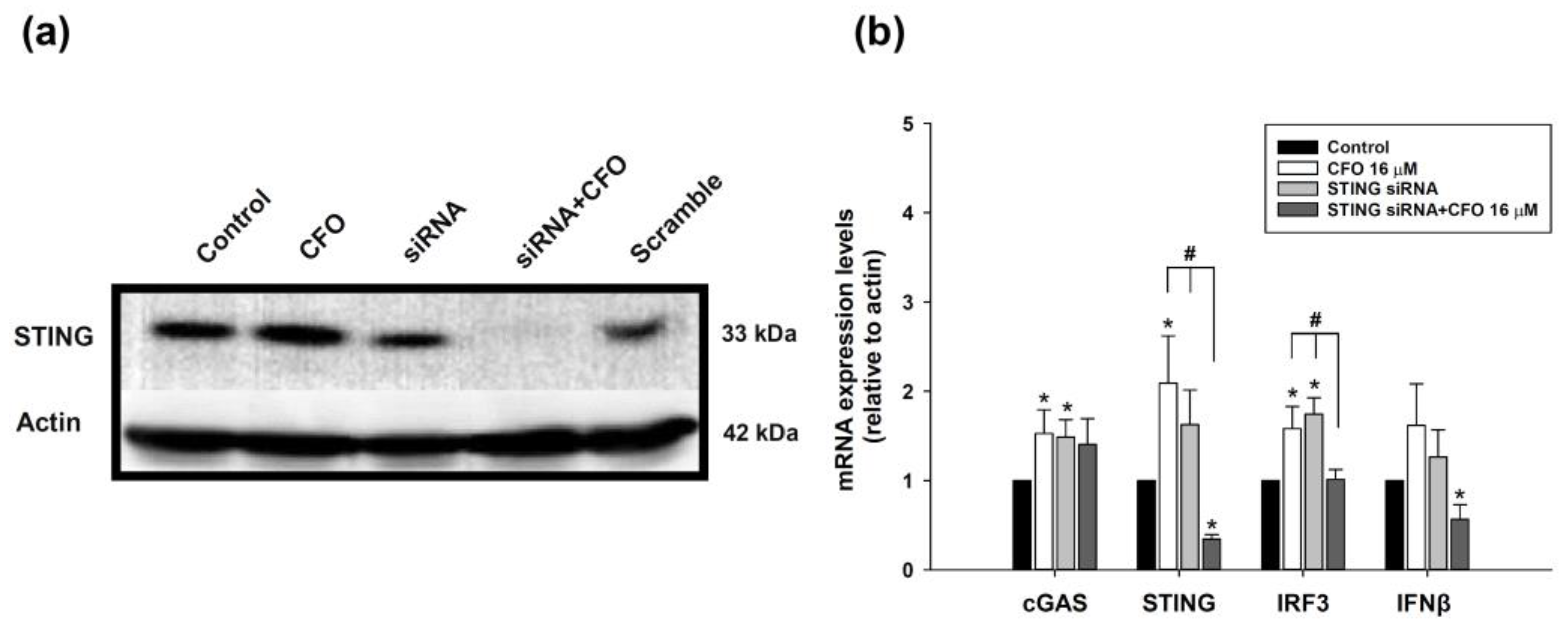 Ciprofloxacin Exerts Anti-Tumor Effects In Vivo Through cGAS-STING ...