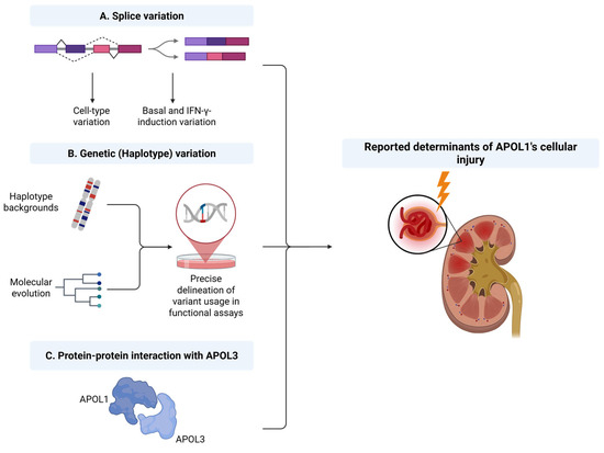 Apolipoprotein L1 (APOL1): Consideration of Molecular Evolution ...