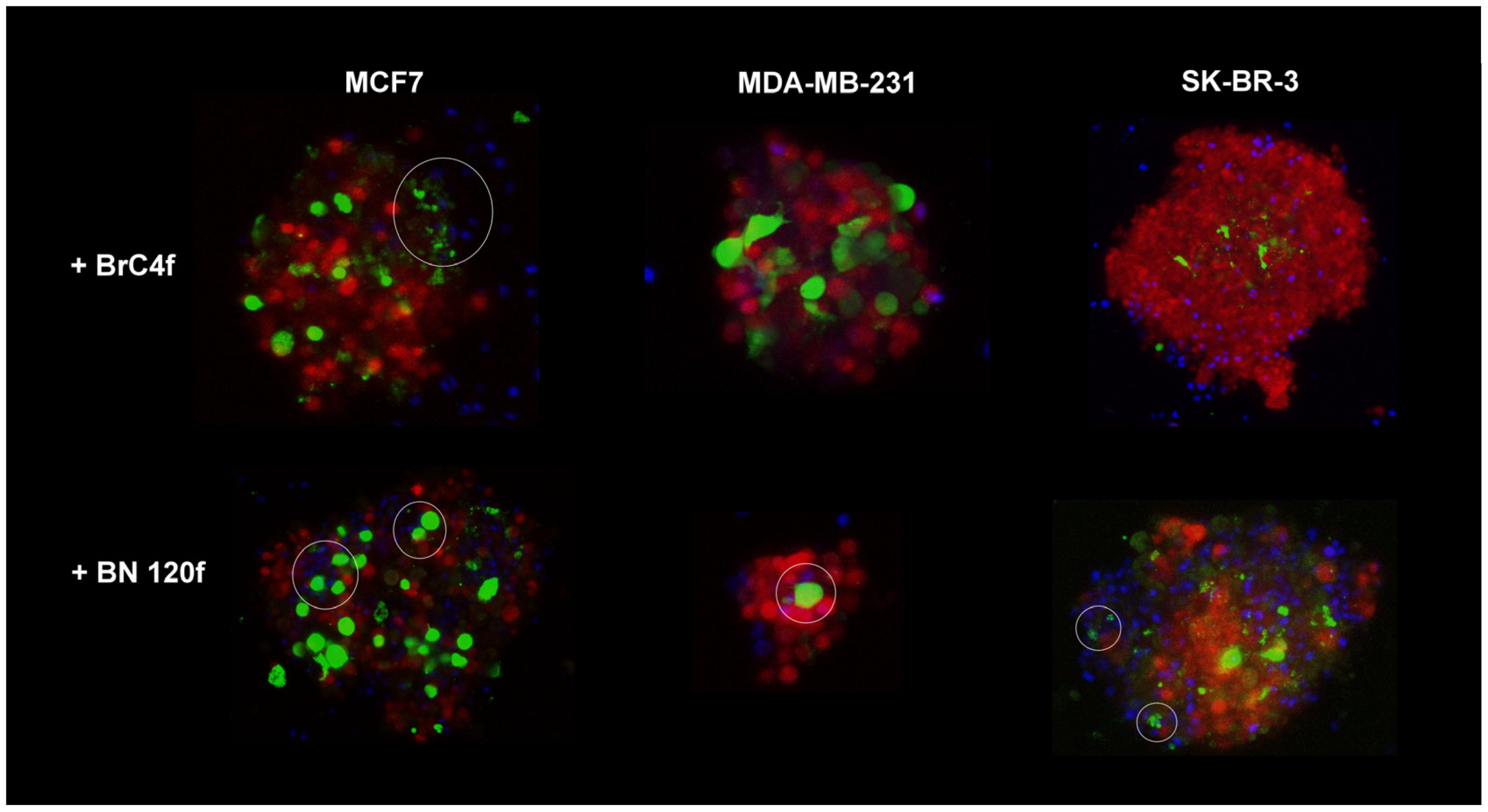 The Activity of Human NK Cells Towards 3D Heterotypic Cellular Tumor ...