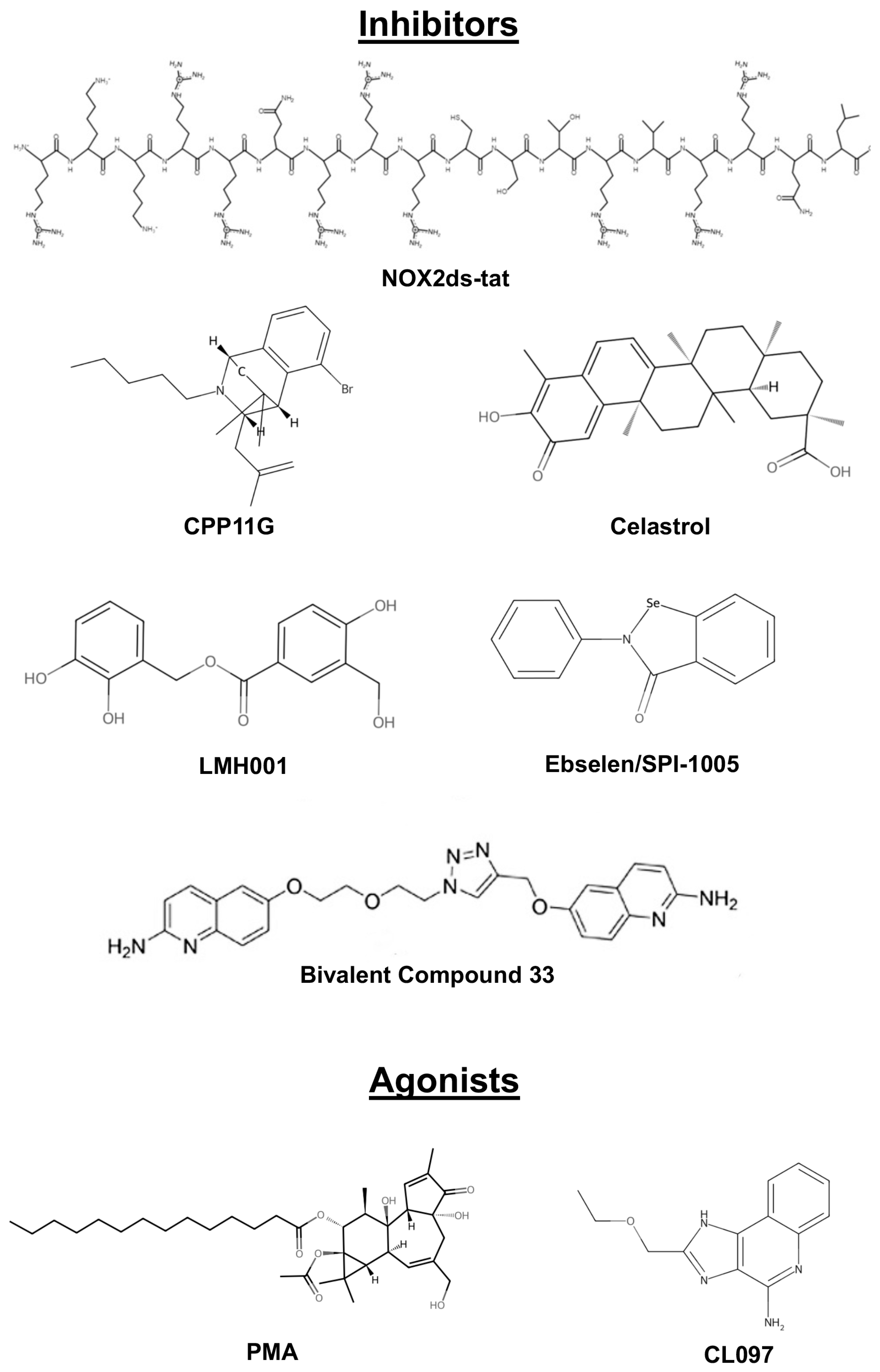 p47phox: A Central Regulator of NADPH Oxidase Function and a Promising ...