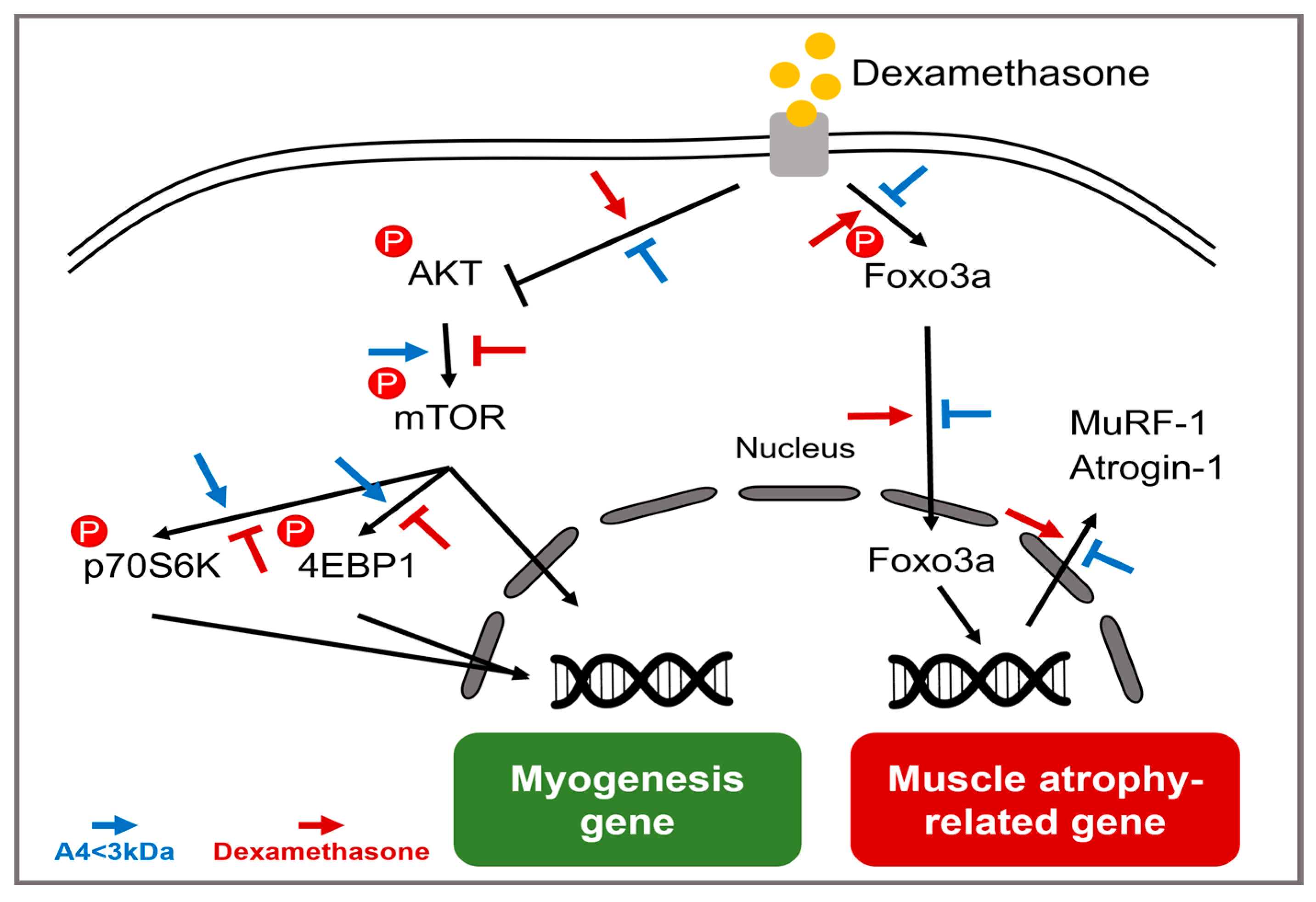 Horse Meat Hydrolysate Ameliorates Dexamethasone-Induced Muscle Atrophy ...