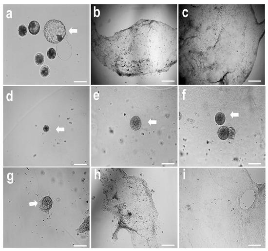 Modeling Early Stages of Trophectoderm–Endometrium Interactions Using ...