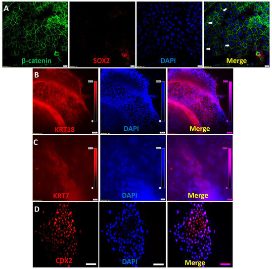 Modeling Early Stages of Trophectoderm–Endometrium Interactions Using ...