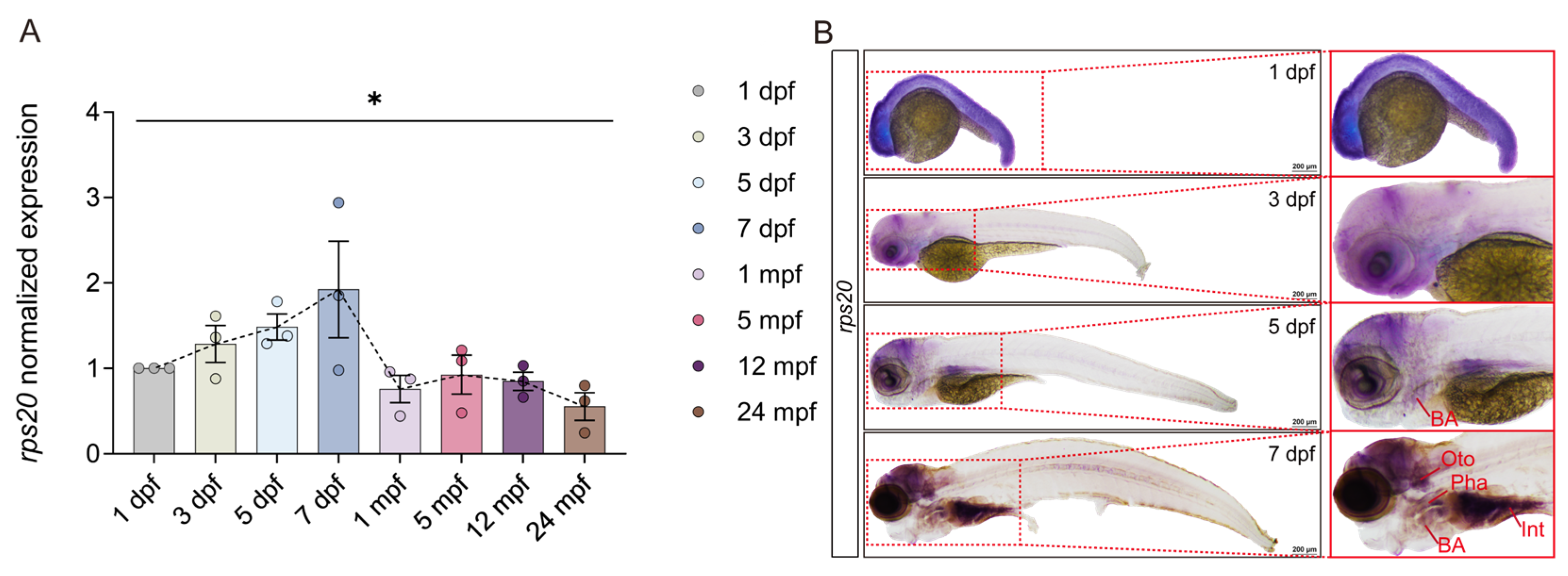 Regulation of Hindbrain Vascular Development by rps20 in Zebrafish