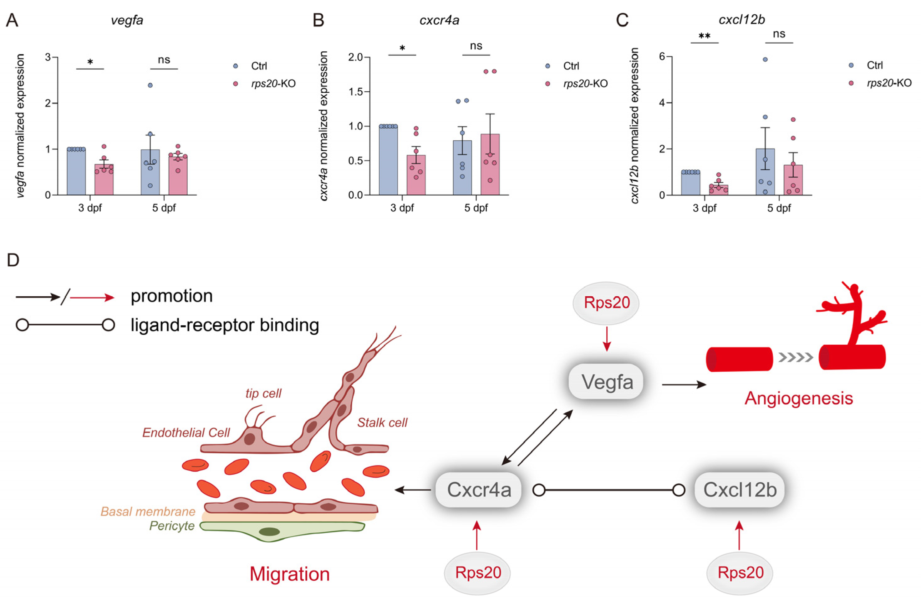 Regulation of Hindbrain Vascular Development by rps20 in Zebrafish