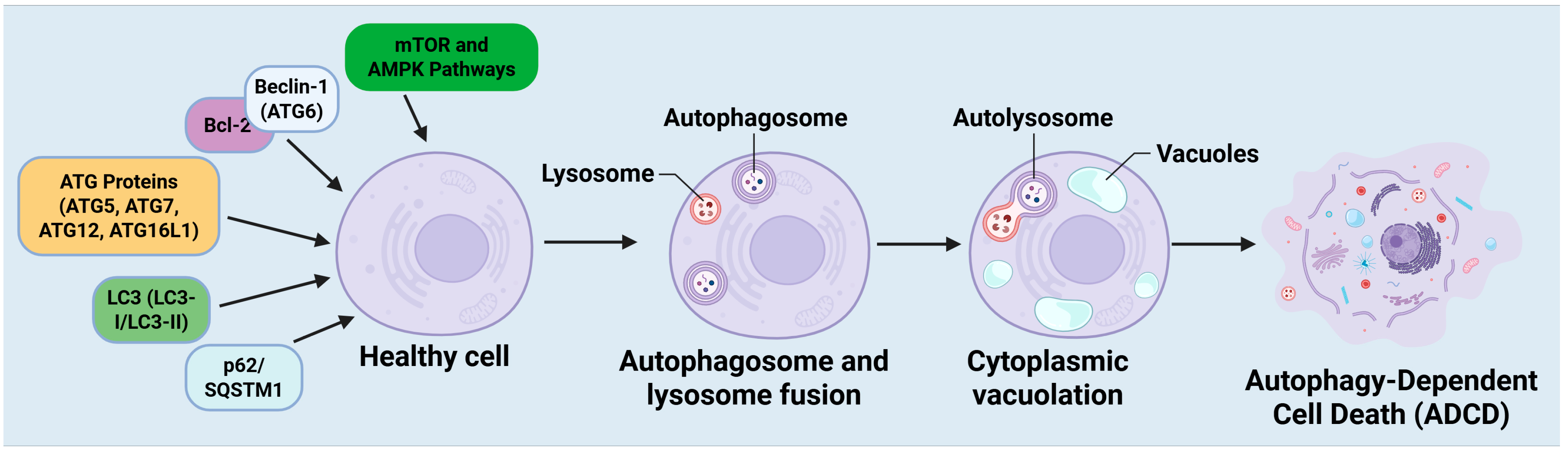 Mechanistic Insights into Autophagy-Dependent Cell Death (ADCD): A ...