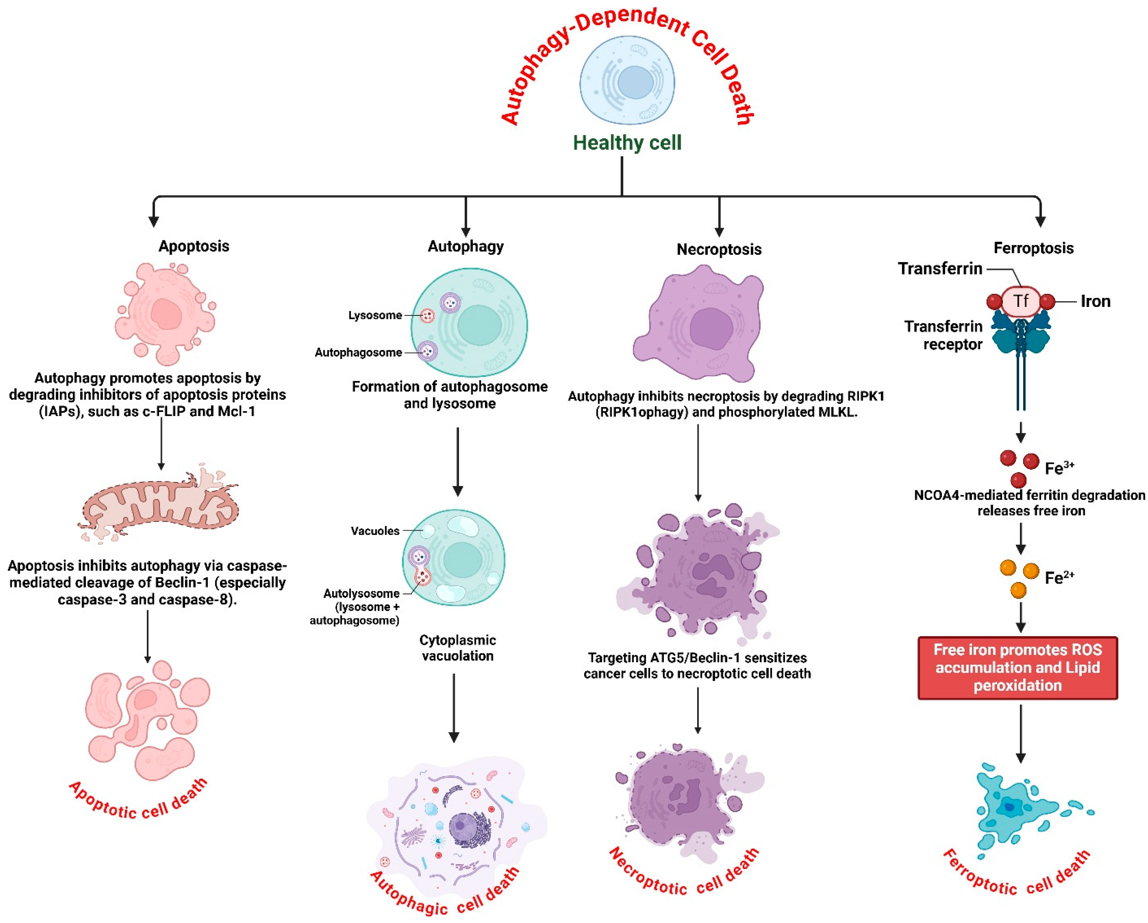 Mechanistic Insights into Autophagy-Dependent Cell Death (ADCD): A Novel Avenue for Cancer Therapy