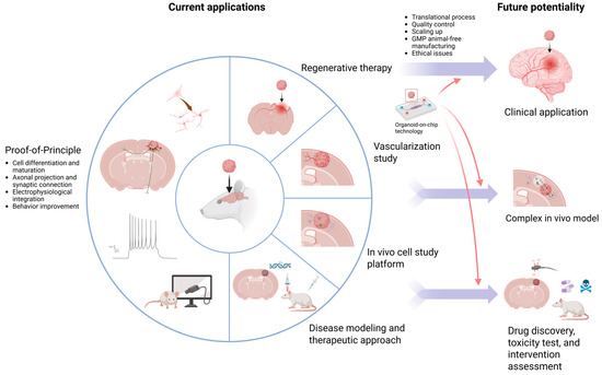 Brain Organoid Transplantation: A Comprehensive Guide to the Latest ...