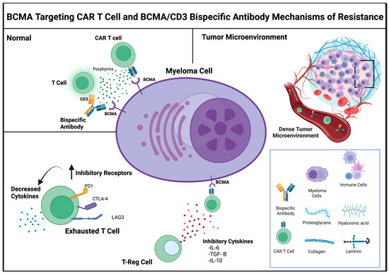 Resistance Mechanisms to BCMA Targeting Bispecific Antibodies and CAR T-Cell Therapies in ...
