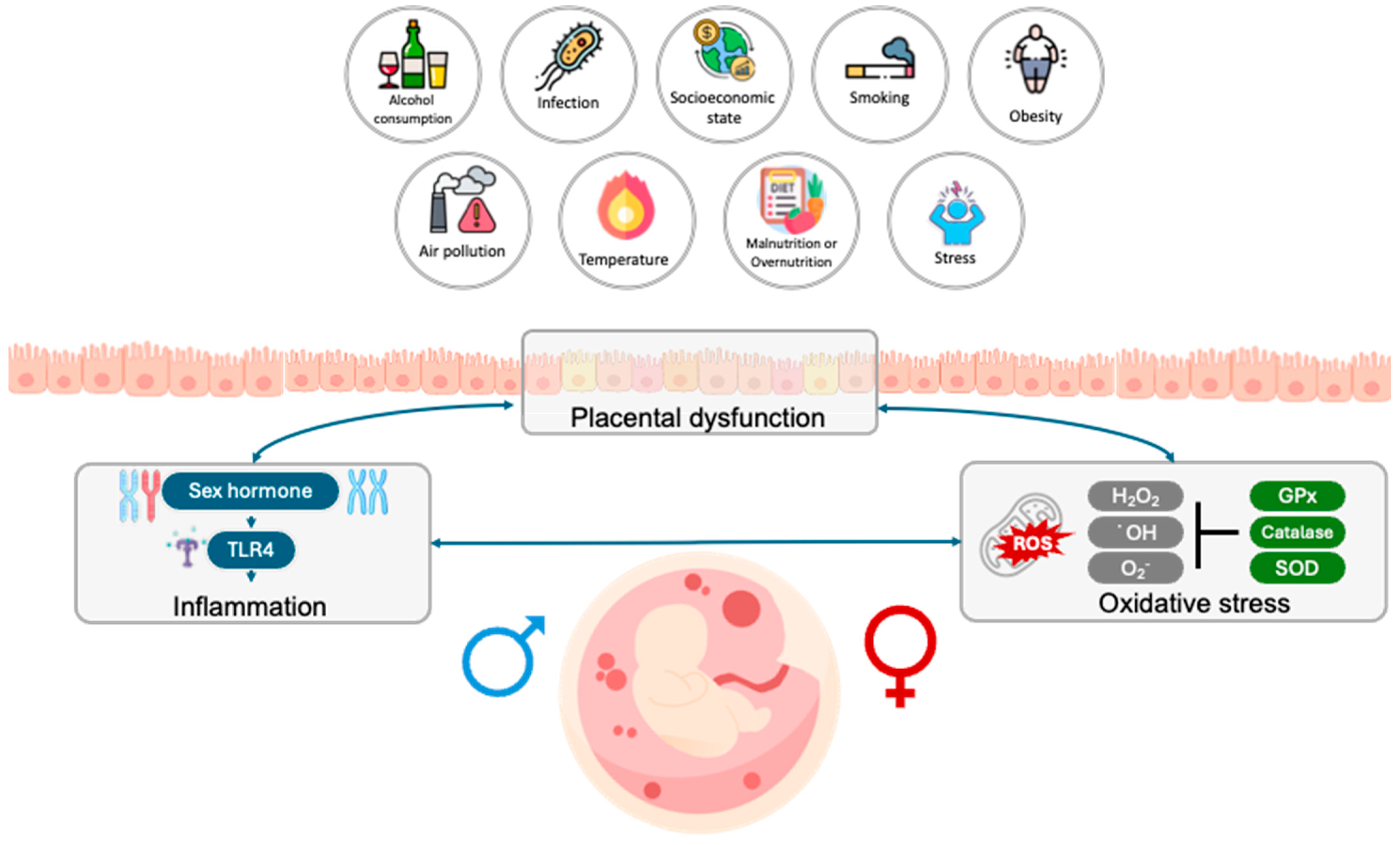 The Sex Difference in the Pathophysiology of Preterm Birth