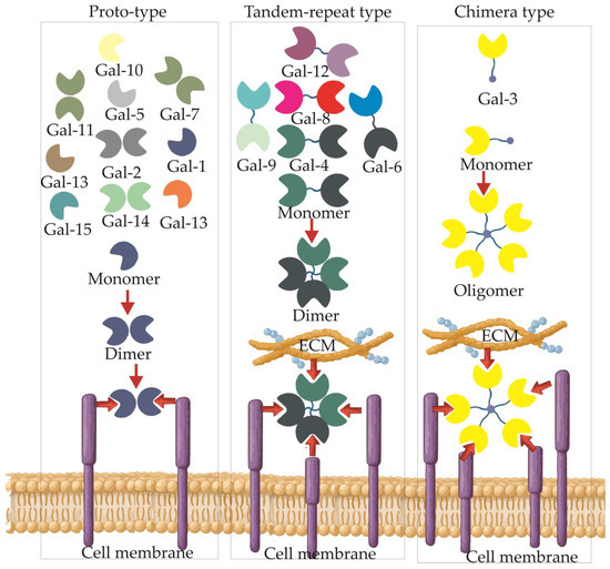 Galectins as Master Regulators of Gastric Cancer Progression
