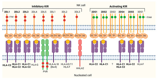 Natural Killer (NK) Cell Alloreactivity in Haploidentical Stem Cell ...