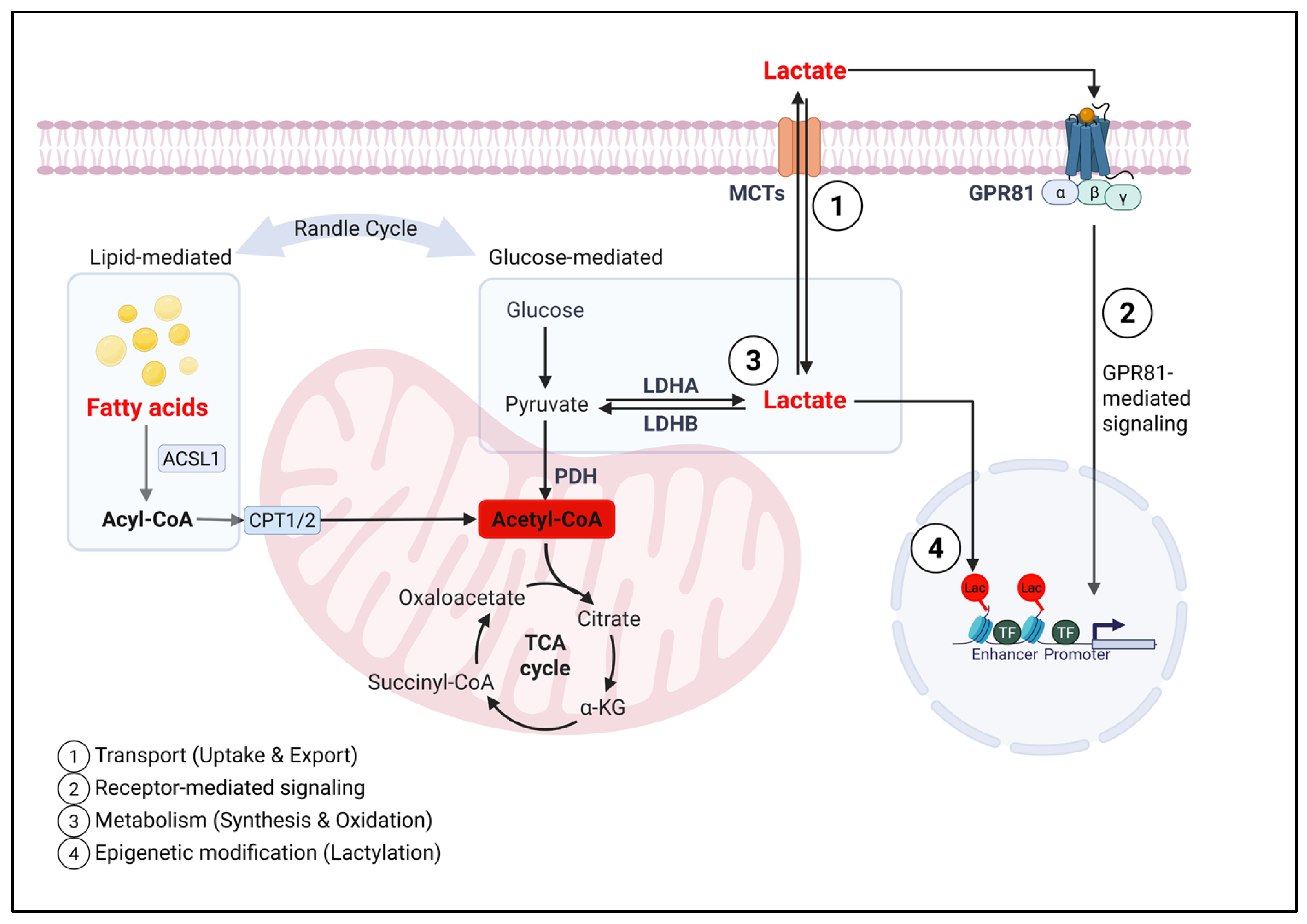 The Role of Lactate in Immune Regulation: A Metabolic Rheostat via ...