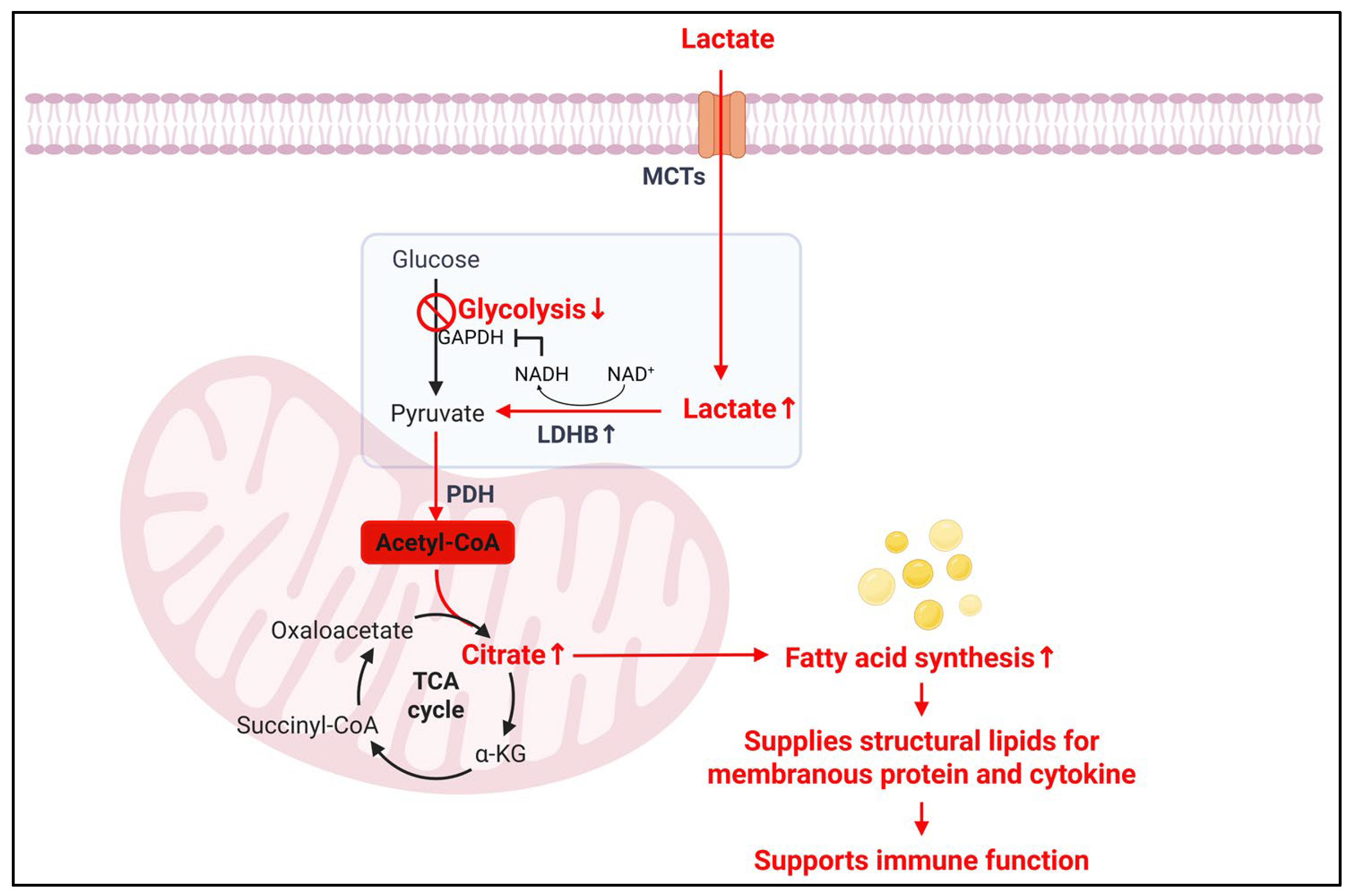 The Role of Lactate in Immune Regulation: A Metabolic Rheostat via ...