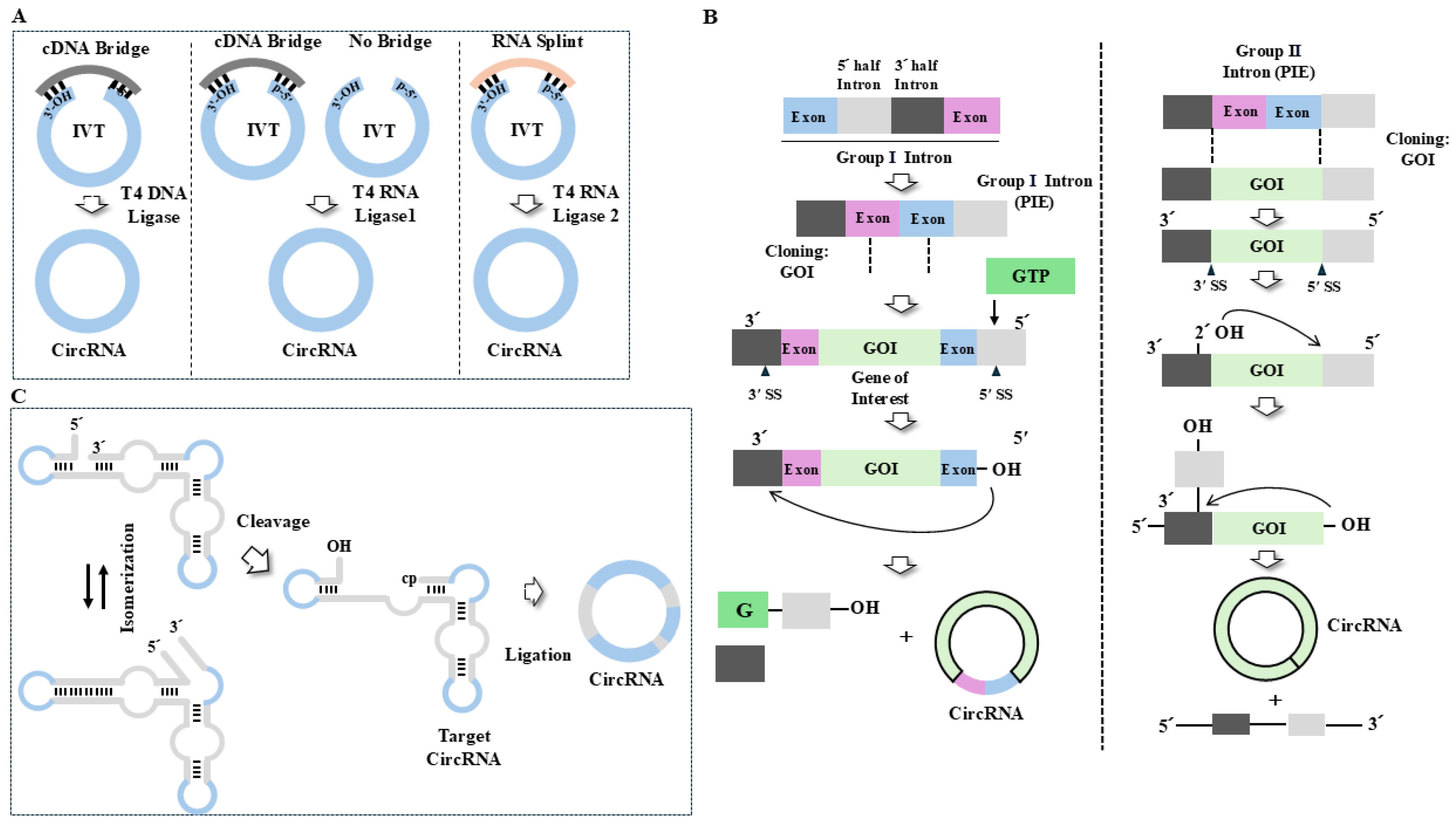 Circular RNAs as Targets for Developing Anticancer Therapeutics