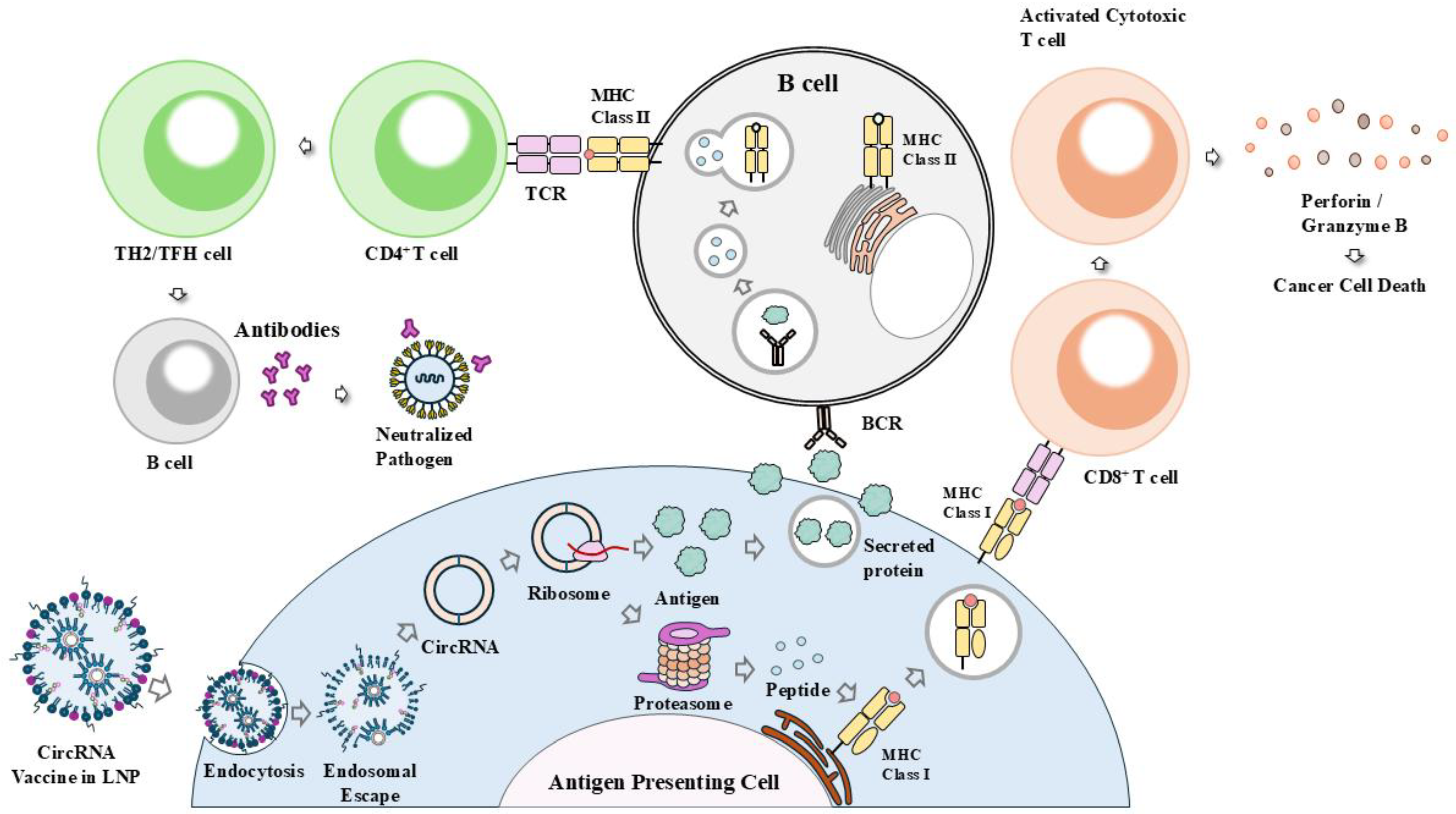 Circular RNAs as Targets for Developing Anticancer Therapeutics