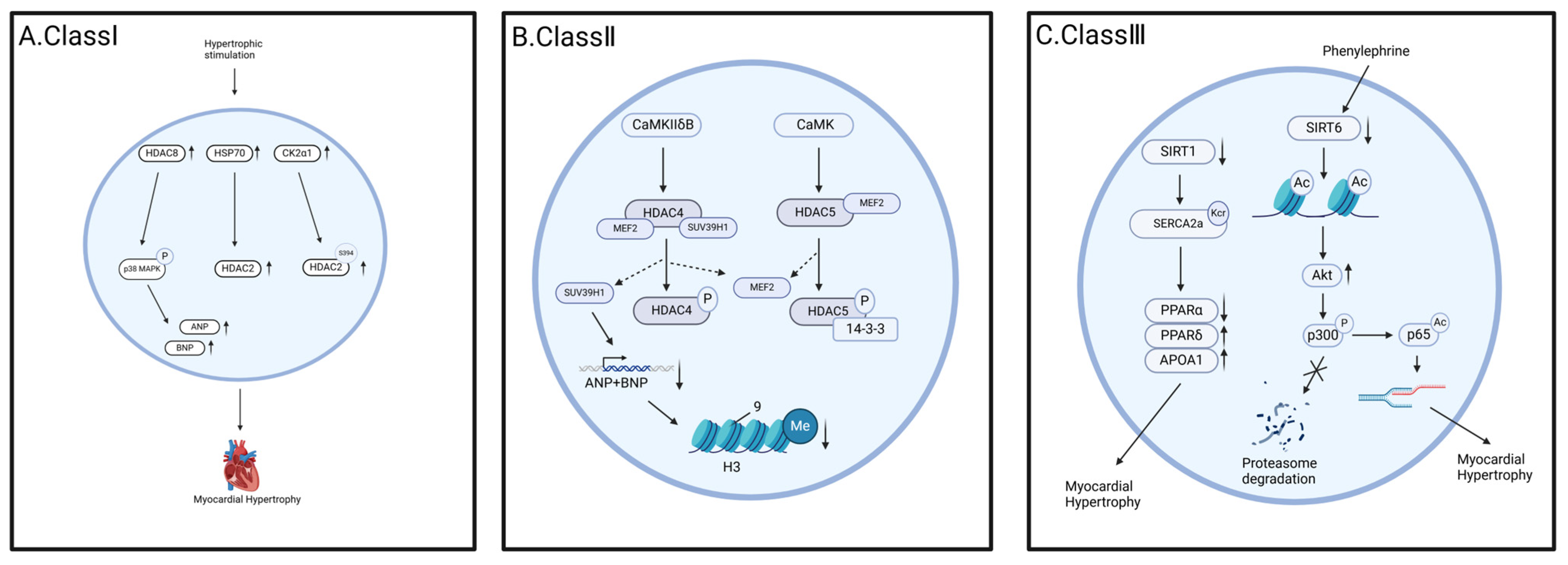 HDACs and Their Inhibitors on Post-Translational Modifications: The ...
