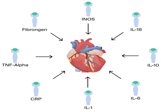 The Role of Inflammation in the Pathophysiology of Heart Failure