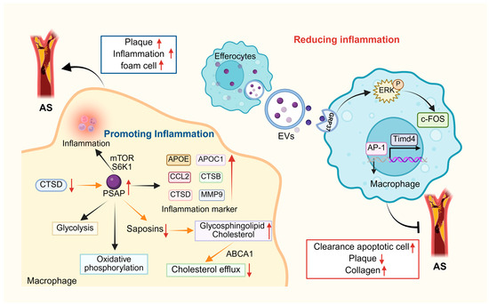 Prosaposin: A Multifaceted Protein Orchestrating Biological Processes ...