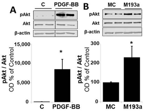 Estradiol Downregulates MicroRNA-193a to Mediate Its Anti-Mitogenic ...