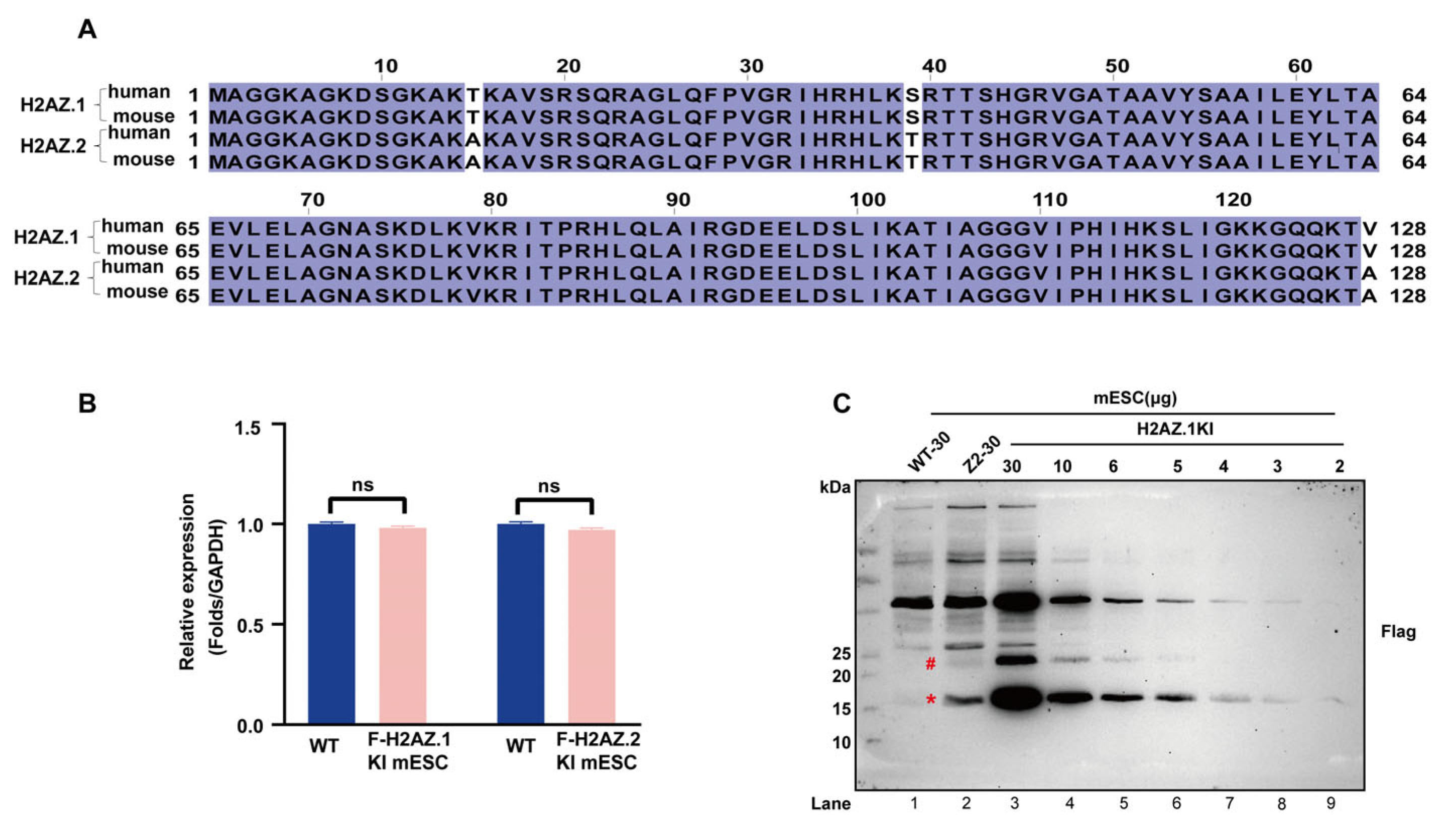 Divergent Mechanisms of H2AZ.1 and H2AZ.2 in PRC1-Mediated H2A Ubiquitination