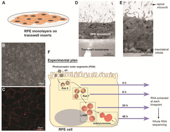 Whole RNA-Seq Analysis Reveals Longitudinal Proteostasis Network ...
