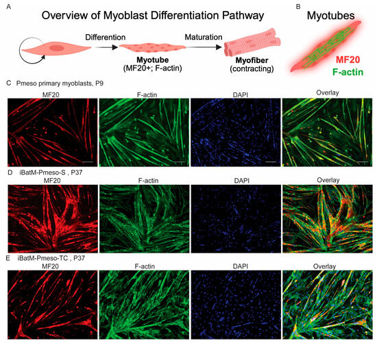 From Development to Regeneration: Insights into Flight Muscle ...