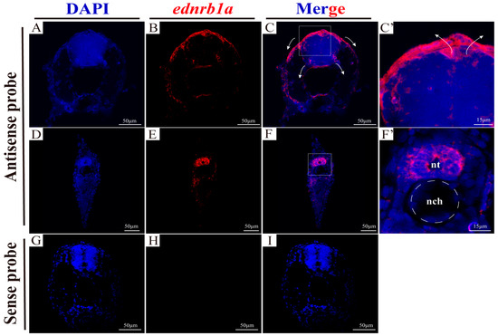 Synergistic Regulation of Pigment Cell Precursors’ Differentiation and ...
