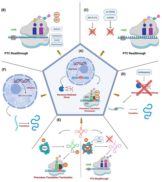 Therapeutic Opportunities in Overcoming Premature Termination Codons in ...