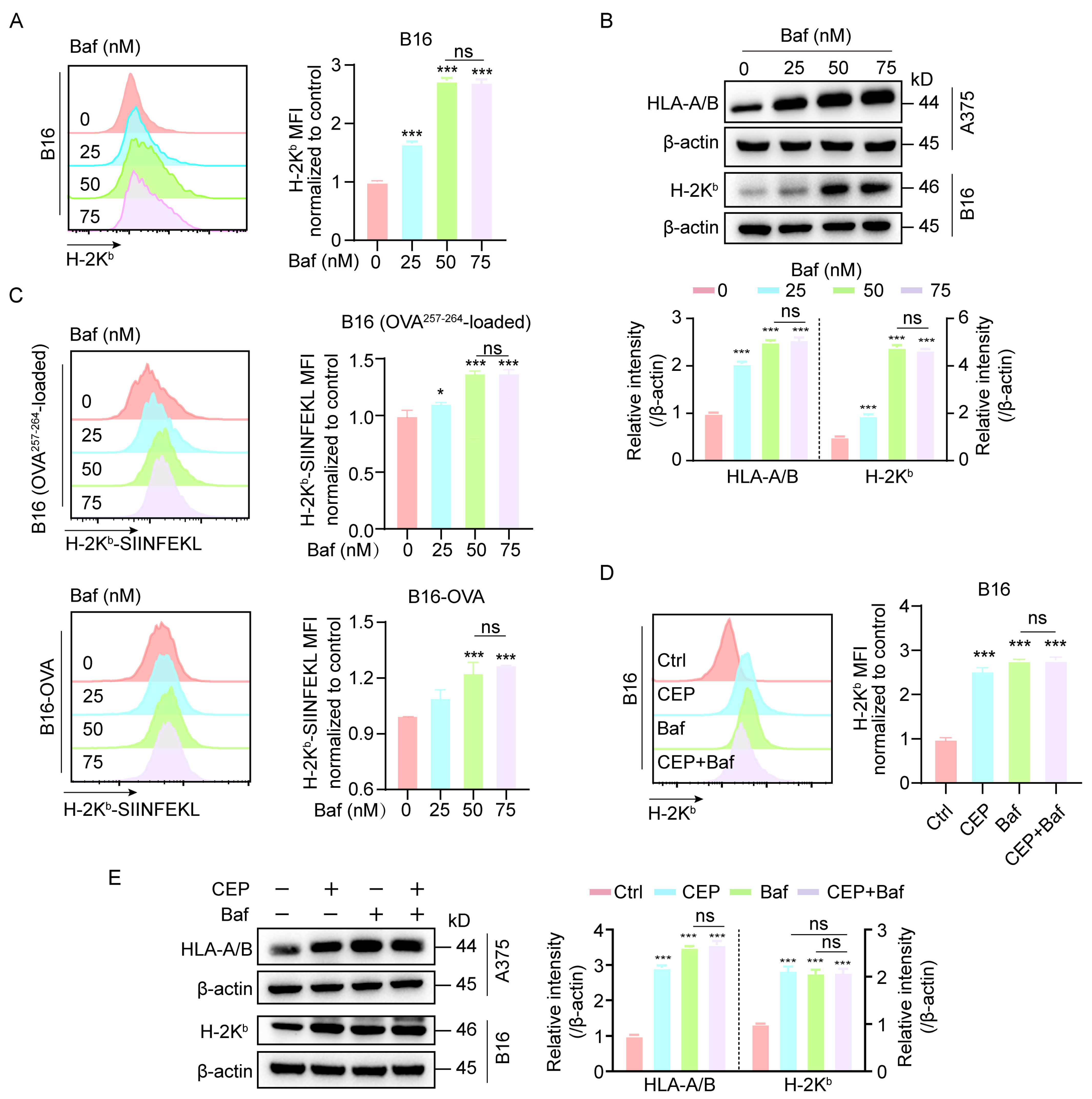 Cepharanthine Enhances MHC-I Antigen Presentation and Anti-Tumor ...