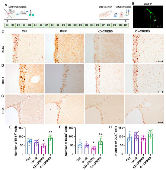 CREB5 Promotes the Proliferation of Neural Stem/Progenitor Cells in the ...