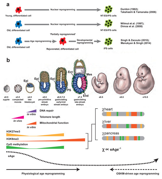A Biophysics of Epigenetic Rejuvenation