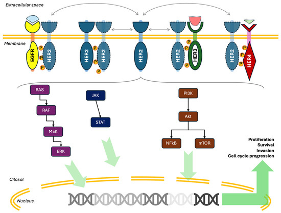 HER2/neu as a Signaling and Therapeutic Marker in Uterine Serous Carcinoma
