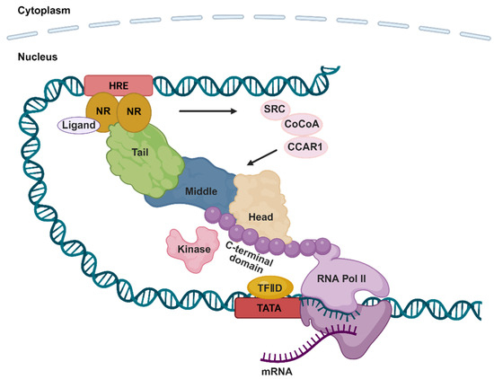 The Mediator Complex: A Regulatory Hub for Transcriptional Activity of ...