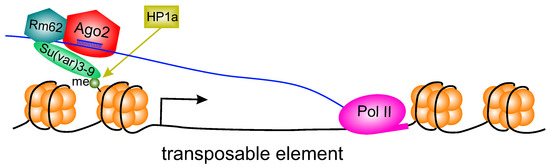 Ago2-Mediated Recruitment of HP1a on Transposable Elements in ...