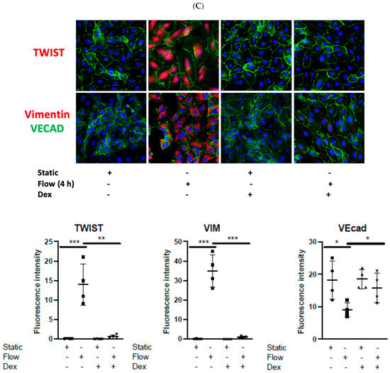 Acute Shear Stress Induces TWIST-Mediated EndMT in Venous Endothelial ...