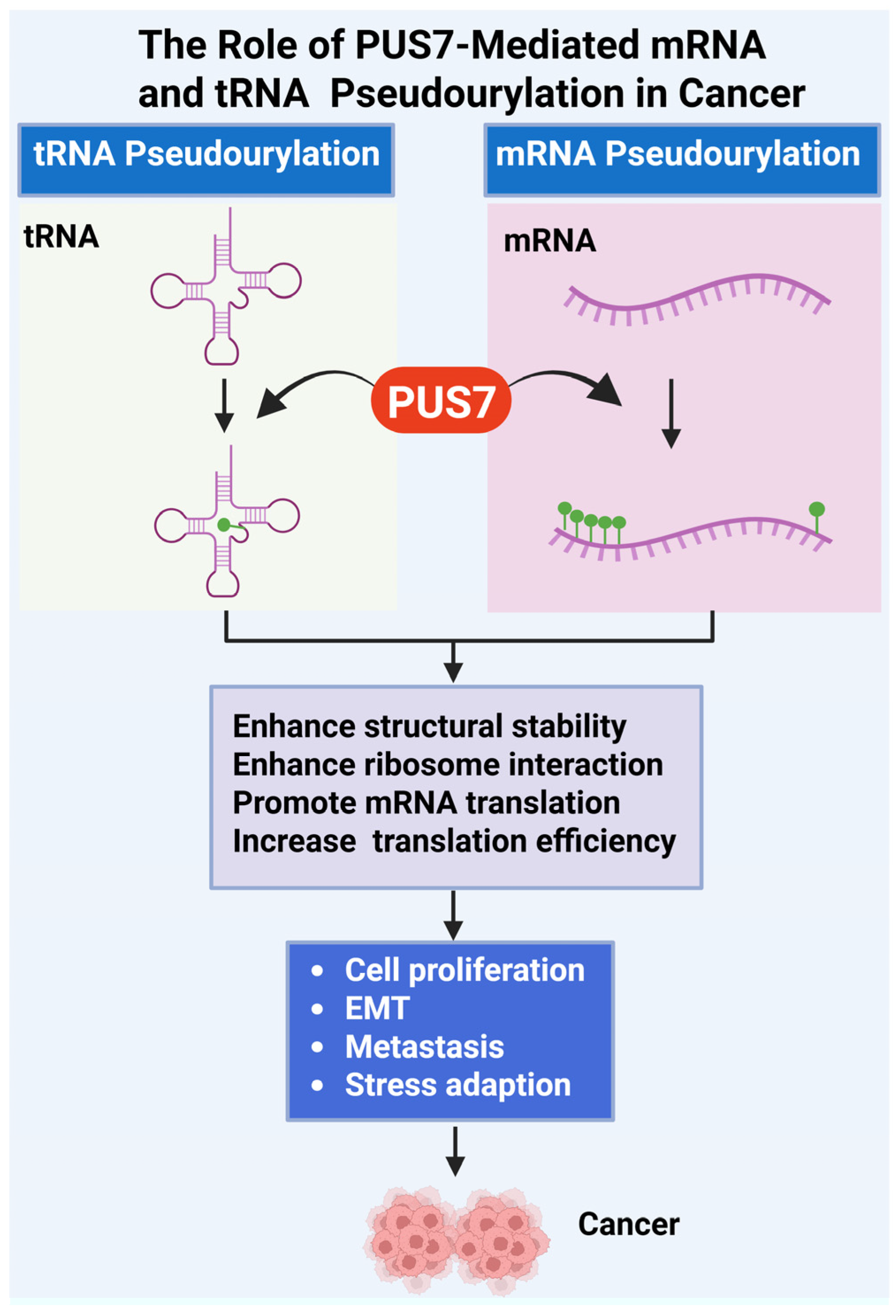 Pseudouridine Synthase 7 in Cancer: Functions, Mechanisms, and Therapeutic Potential