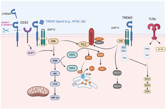 TREM2 in Neurodegenerative Diseases: Mechanisms and Therapeutic Potential