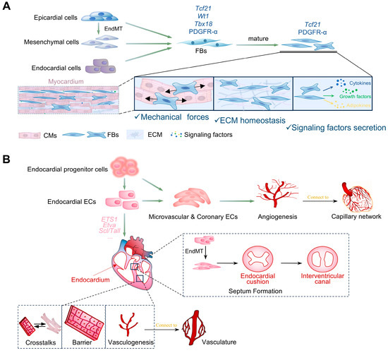 Cardiac Development, Cellular Composition and Function: From Regulatory ...