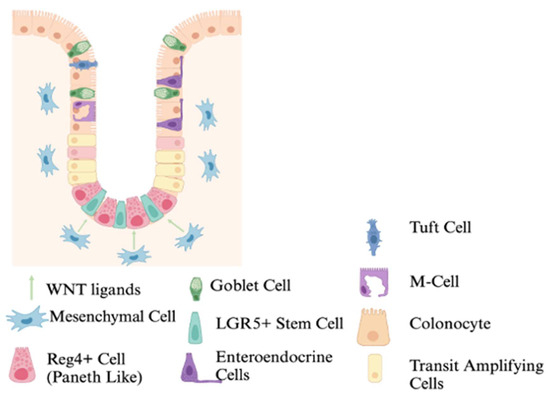 The Colonic Crypt: Cellular Dynamics and Signaling Pathways in ...