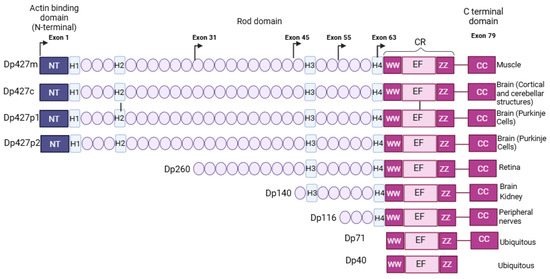 Regional Expression of Dystrophin Gene Transcripts and Proteins in the ...