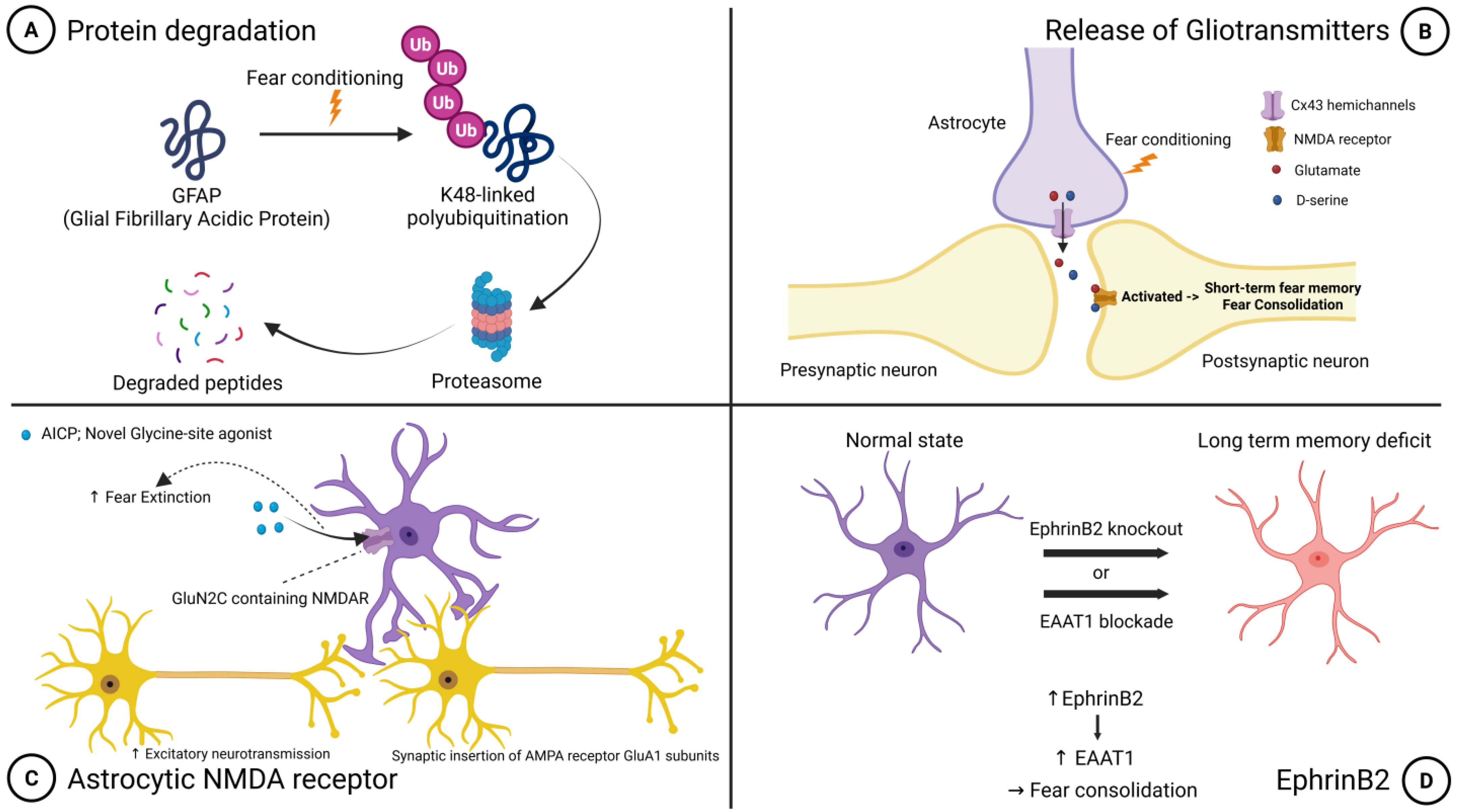 Astrocytes in Fear Memory Processing: Molecular Mechanisms Across the ...