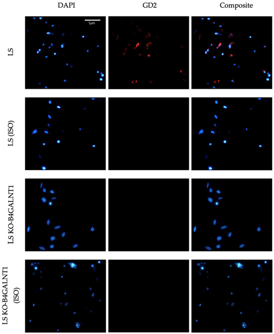 A Backwards Approach to GD2 Immunofluorescence in Human Neuroblastoma ...
