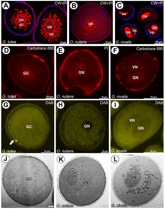 Arabinogalactan Proteins Mark the Generative Cell–Vegetative Cell ...