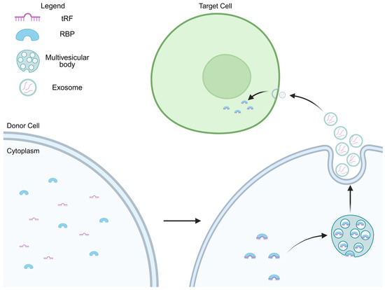 Mechanisms of Transfer RNA Fragments Functionality Within and Between ...