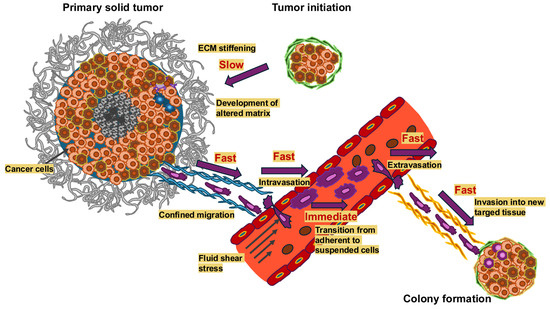 Impact of the ECM on the Mechanical Memory of Cancer Cells