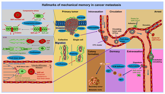 Impact of the ECM on the Mechanical Memory of Cancer Cells
